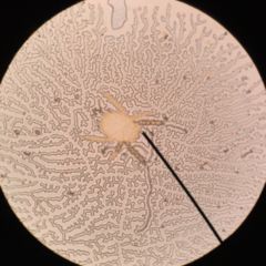 Neotrombicula autumnalis - DocCheck Flexikon