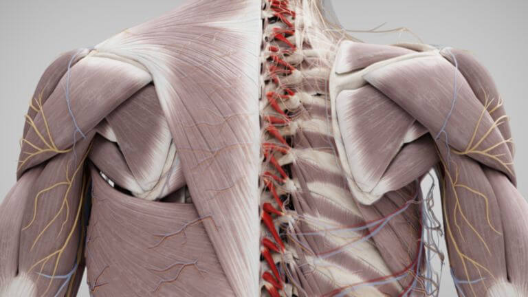 Musculi rotatores - thorakale Ansicht - DocCheck