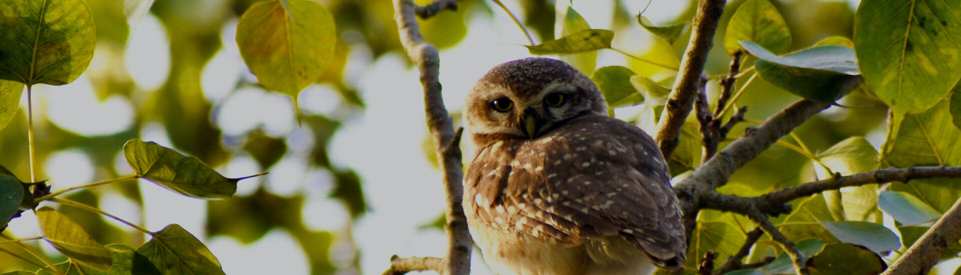 Schlafrhythmus: Bist du Eule oder Lerche? - DocCheck