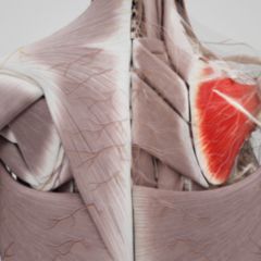 Musculus subscapularis - DocCheck Flexikon
