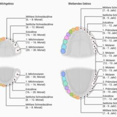 Schneidezahn - DocCheck Flexikon