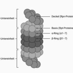 Proteasom - DocCheck Flexikon
