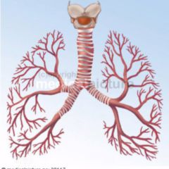 Bronchialsystem - DocCheck Flexikon