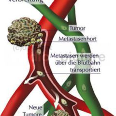 Hämatogen - DocCheck Flexikon