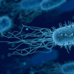 Saprophyt - DocCheck Flexikon