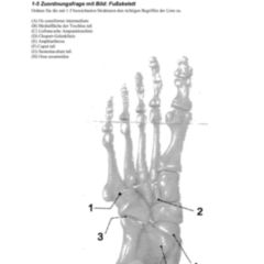 Os tibiale externum - DocCheck Flexikon