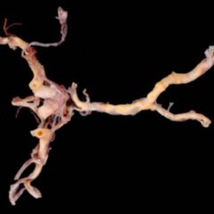 Circulus vitiosus - DocCheck Flexikon