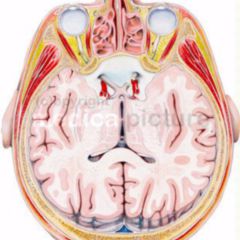 Kopf - DocCheck Flexikon