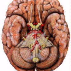 Canalis nervi facialis - DocCheck Flexikon