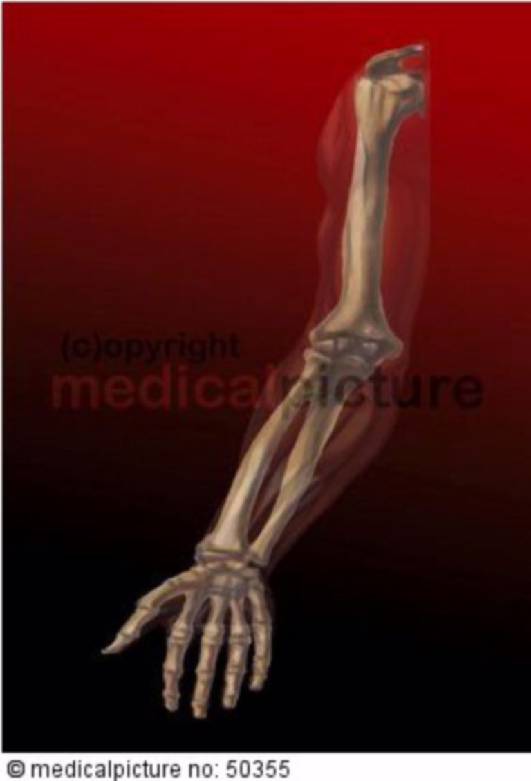 Anatomie Der Menschlichen Armknochen