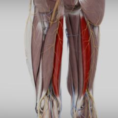 Musculus semimembranosus - DocCheck Flexikon