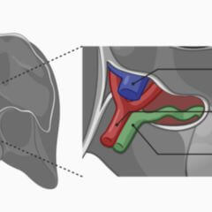 Arteria hepatica propria - DocCheck Flexikon