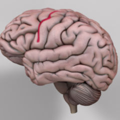 Sulcus praecentralis - DocCheck Flexikon