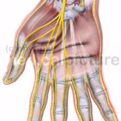 Nervus medianus - DocCheck Flexikon