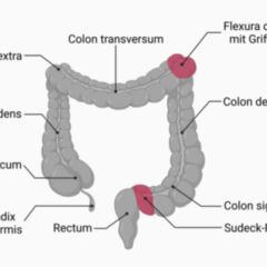 Colon - DocCheck Flexikon