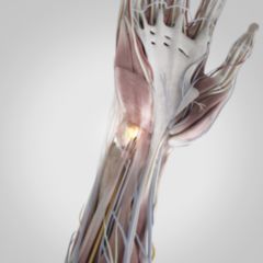 Os pisiforme - DocCheck Flexikon