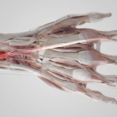 Musculus extensor indicis - DocCheck Flexikon
