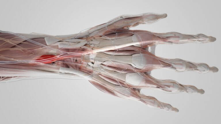 Musculus extensor indicis - DocCheck