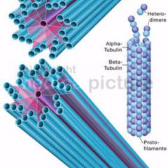 Zentrosom - DocCheck Flexikon