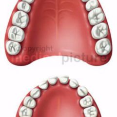 Gaumen - DocCheck Flexikon