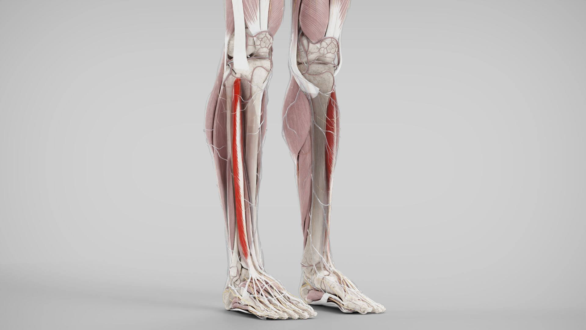 Musculus extensor digitorum longus - DocCheck