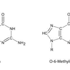 Hypoxanthin-Guanin-Phosphoribosyltransferase - DocCheck Flexikon
