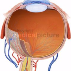 Canalis opticus - DocCheck Flexikon