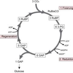 Lichtreaktion Und Calvin Zyklus Strukturelle Einblicke In Die