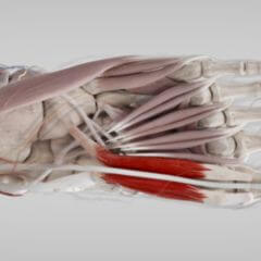 Musculus flexor hallucis brevis - DocCheck Flexikon