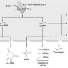 hnRNA - DocCheck Flexikon