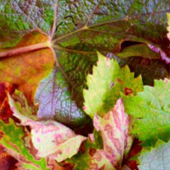 Varizellen - DocCheck Flexikon