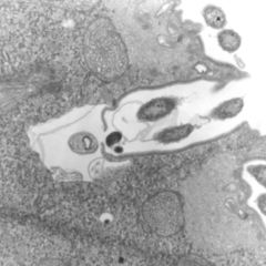 Zellkortex - DocCheck Flexikon