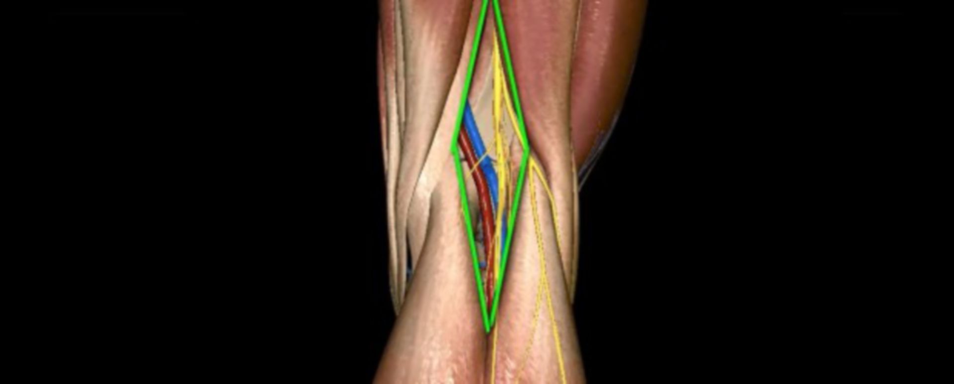 Untere Extremität - Fossa poplitea - 3D - DocCheck