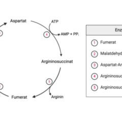 Aspartat-Zyklus - DocCheck Flexikon