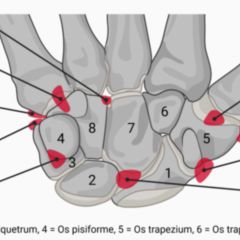 Os trapezium - DocCheck Flexikon