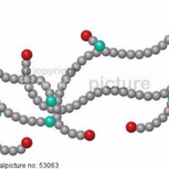 Glykogen - DocCheck Flexikon
