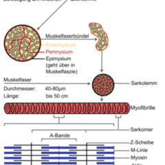 Myofibrille - DocCheck Flexikon