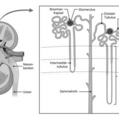 Nephron - DocCheck Flexikon