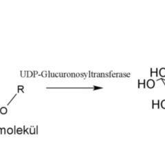 Glucuronidierung - DocCheck Flexikon