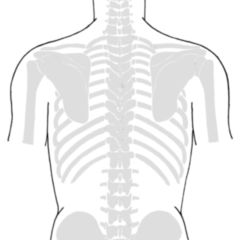 Rumpf - DocCheck Flexikon