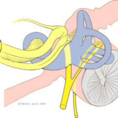 Labyrinthus ethmoidalis - DocCheck Flexikon
