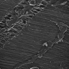 Myofibrille - DocCheck Flexikon
