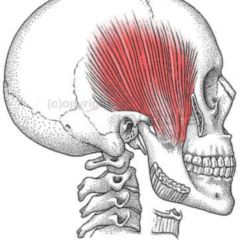 Musculus cremaster - DocCheck Flexikon