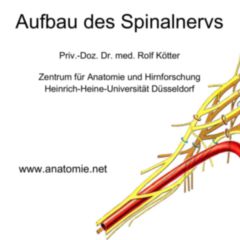 Ascensus medullae spinalis - DocCheck Flexikon