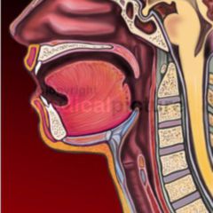 Choane - DocCheck Flexikon