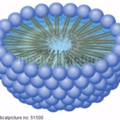 Mizelle - DocCheck Flexikon