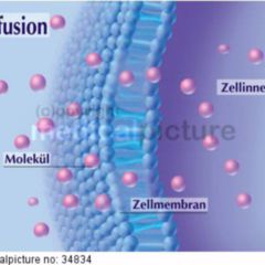 Erleichterte Diffusion - DocCheck Flexikon