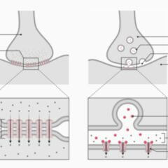 Synaptischer Spalt - DocCheck Flexikon
