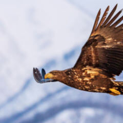 Rodentizid - DocCheck Flexikon