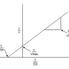 Lineweaver-Burk-Diagramm - DocCheck Flexikon